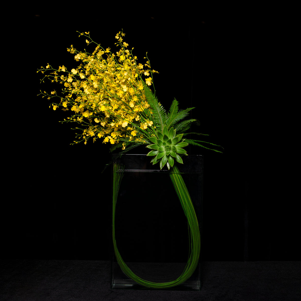 Grass Loops – Ovando